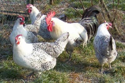 Bresse Chicken Breed Profile - Backyard Poultry